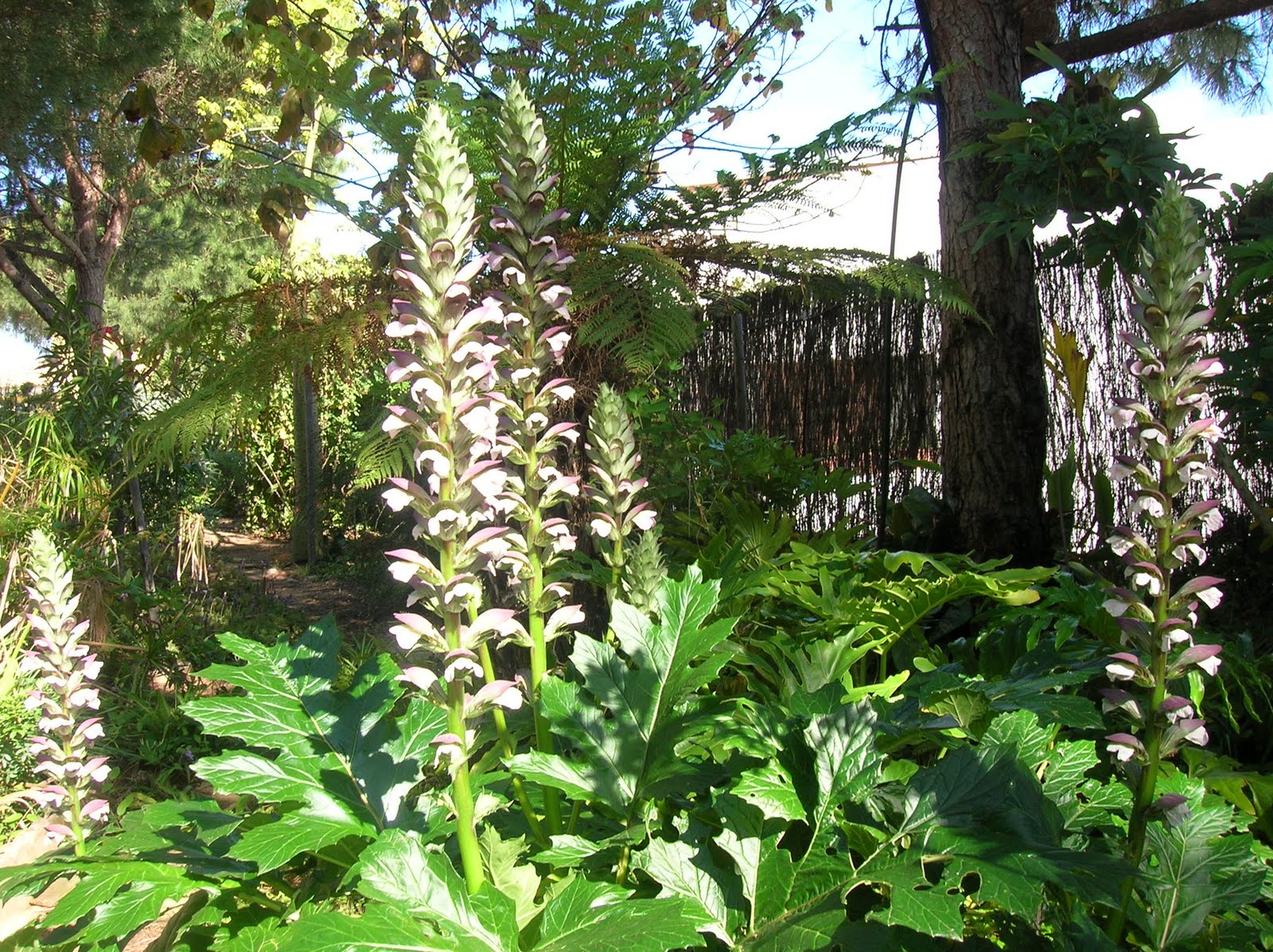 Recregarden: ACANTHUS MOLLIS